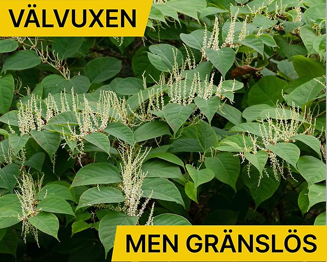 Parkslide och jätteslide - Aneby